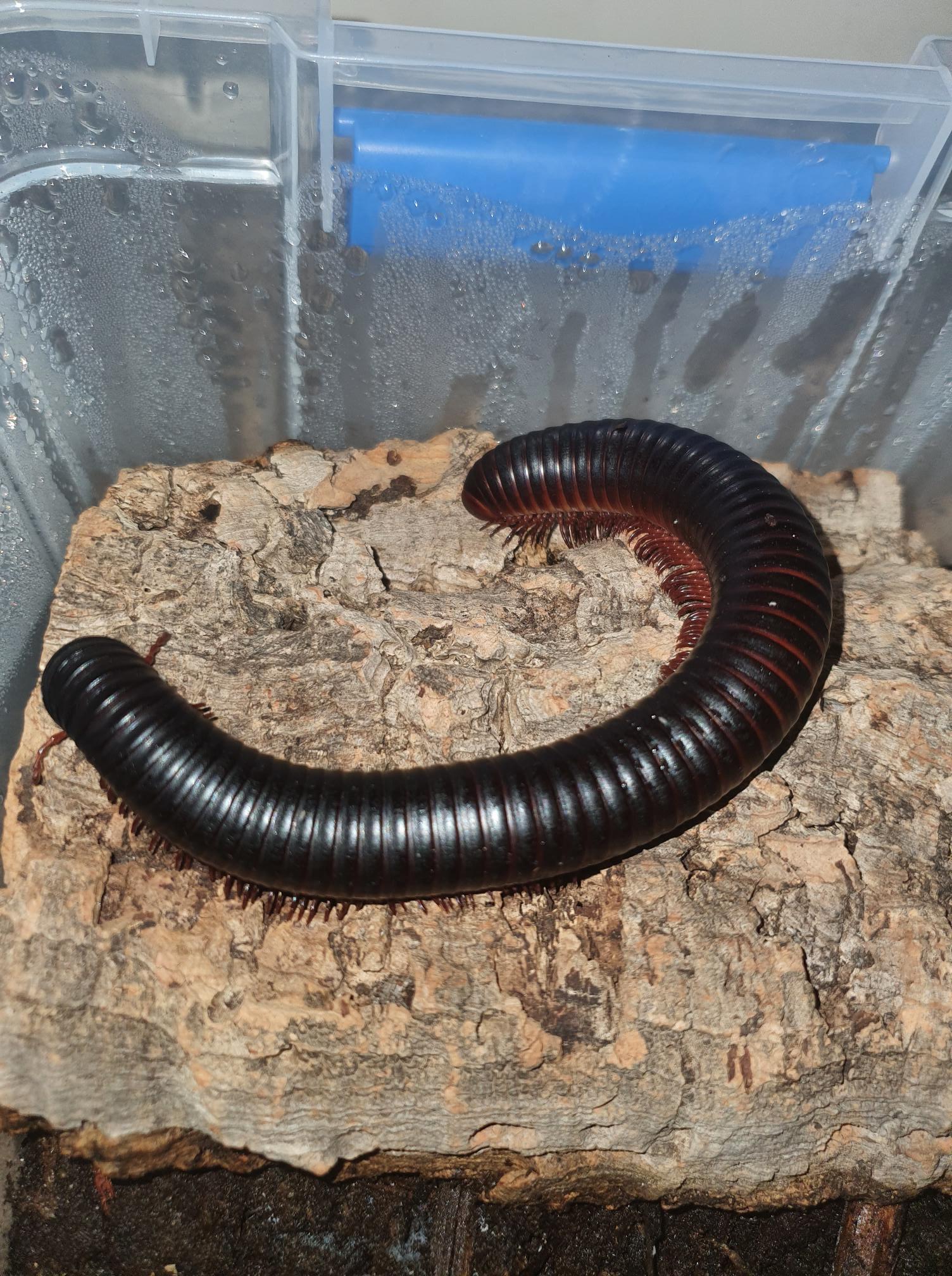 Meet the animals – Andy's Animal Adventures